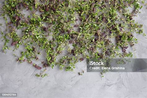 건조를 위해 수집 된 꽃 백리향 허브 차 백리향 흉부 저속한 플랫 레이 맨 위 보기입니다 공간을 복사합니다 꽃 식물에 대한 스톡 사진 및 기타 이미지 Istock