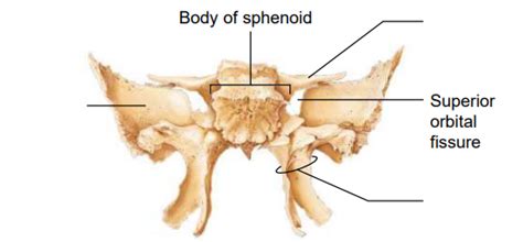 Sphenoid Bone Posterior View Diagram Quizlet