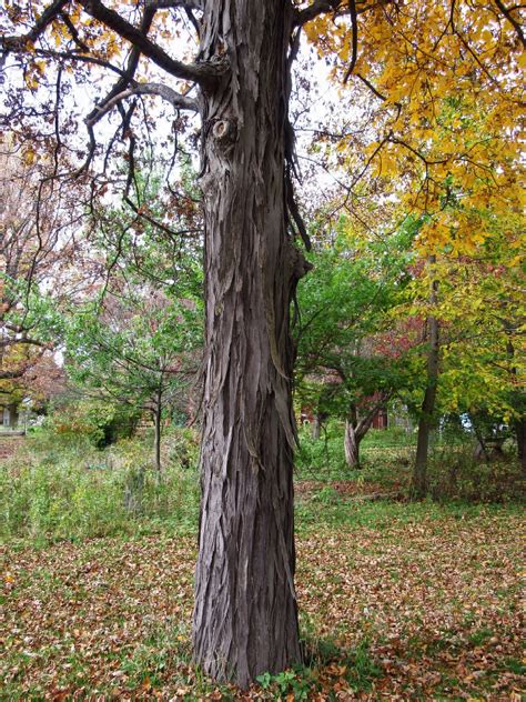 How To Identify Trees Accent On Natural Landscaping