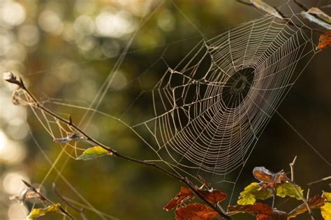 Exploring The Mvc Architecture How Angularjs Transforms Web