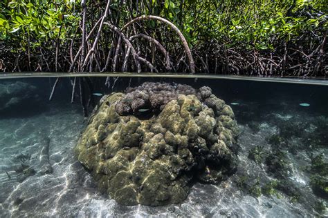 Mangroves Coral Reefs