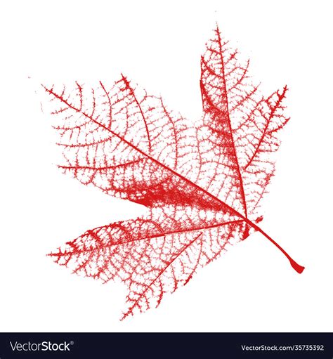 Green Platanus Leaf Isolated 7 Royalty Free Vector Image