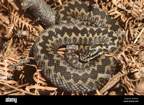 Hibernating Snake