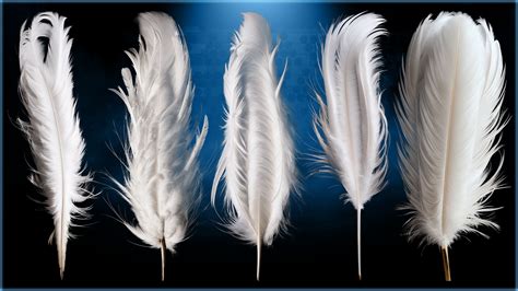 Artstation 50 Realistic Feather Pbr Textures Mega Bundle Vol 1 Resources
