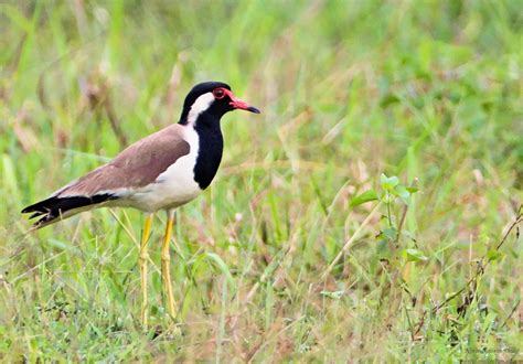 Vanellus Indicus Boddaert 1783 By Ninan Sajeeth Philip On 24 May 2017