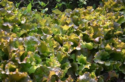 붉은 잎 양상추는 붉은 잎을 곁들인 양상추 품종의 그룹입니다 레드 리프 양상추 품종으로는 롤로 로사 뉴 레드 파이어 레디나 은하 베니토 양상추등이 있습니다 0명에 대한 스톡