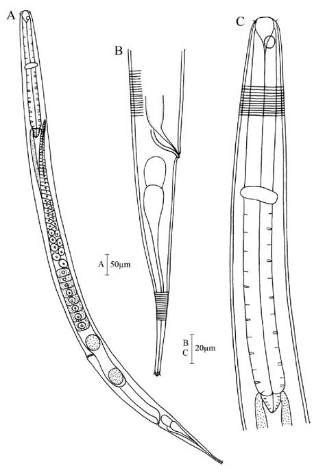 Figure 1 From A New Species Of Free Living Nematode Of Daptonema