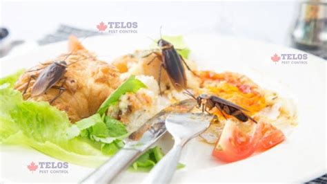 The Bed Bug Infestation Mystery Understanding Preventing And Treating Bed Bugs By