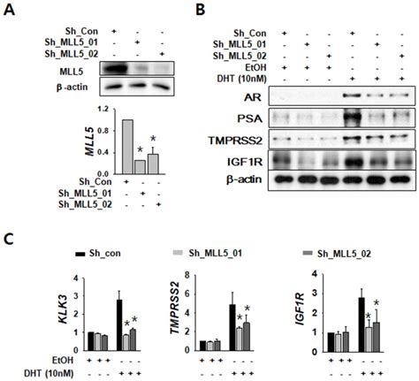 Mll5 A Histone Modifying Enzyme Regulates Androgen Receptor Activity