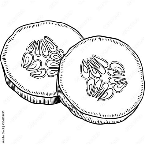 Hand Drawn Cucumber Slices Sketch Illustration Stock Vector Adobe Stock