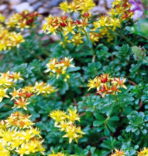 How To Grow And Care For Sedum