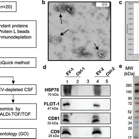 characterization of csf evs from hiv subjects a workflow for
