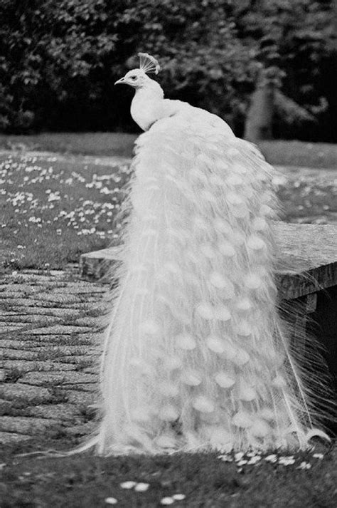 Weird Peacocks Wear Wedding Dresses Artofit