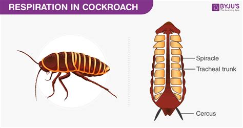 Cockroach Breathing Process Fish Clipart Cockroach Breathing Process Fish Clipart