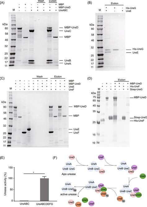Leveraging Core Enzyme Structures For Microbiota Targeted Functional
