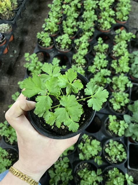 원평허브농원 원평허브농원 파슬리 모종 이탈리안 파슬리 곱슬파슬리 10cm 위시버킷