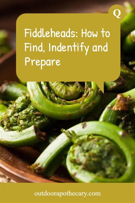 The 3 Best Tips Used By Experts To Forage Fiddlehead Ferns Successfully