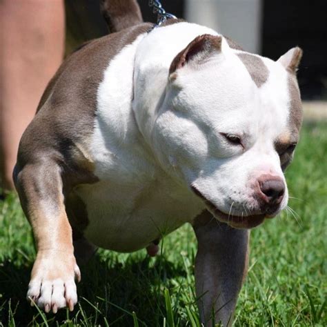 Amazing American Bully Pocket Puppies For Sale Artofit