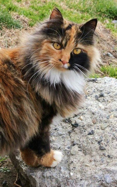 Gata No Cio Principais D Vidas Mypetprince