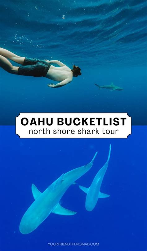 Oahus Best Shark Dive Tours My Personal Experience Shark Cage