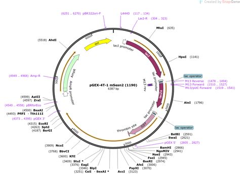 Addgene Pgex 4t 1 Msesn2 1190