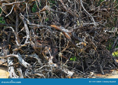 Exposed Tree Roots On Sand Beach Stock Image Image Of Season Abstract