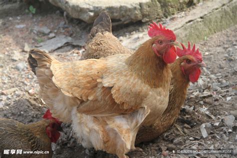 鸡摄影图家禽家畜生物世界摄影图库昵图网