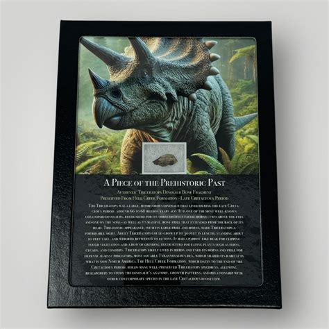 Rare Authentic Triceratops Dinosaur Fossil Original Large Display Case Unique Prehistoric
