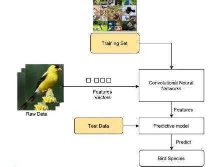 Bird Species Identifier Using Convolutional Neural Network By IJRASET Issuu