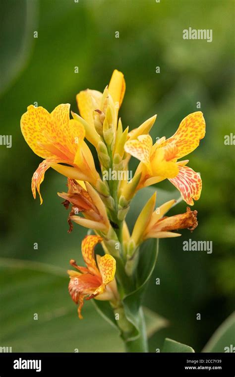 Indian Canna Indica Hi Res Stock Photography And Images Alamy