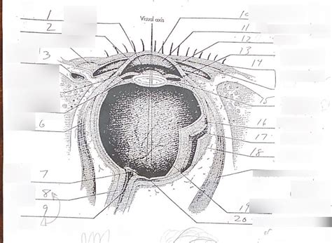 Anatomy Eye Quiz Study Guide Diagram Quizlet