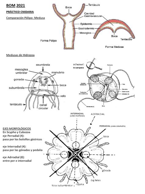 Guia Para El Práctico De Cnidaria Pdf