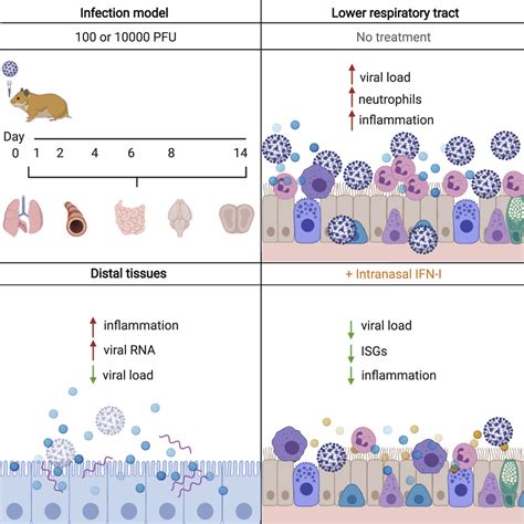 Leveraging The Antiviral Type I Interferon System As A First Line Of Defense Against Sars Cov 2