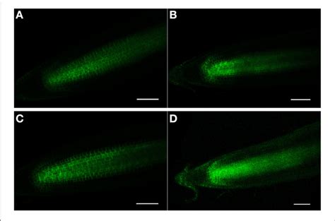 A D Pin1 Pin1 Gfp Confocal Localization In Arabidopsis Roots ± Download Scientific