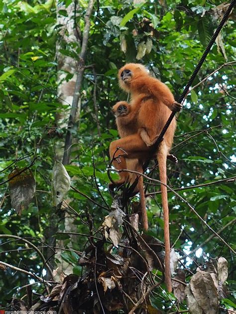 How To Experience The Borneo Rainforest Danum Valley Sabah Artofit