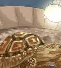 Ways To Sex Tortoises WikiHow