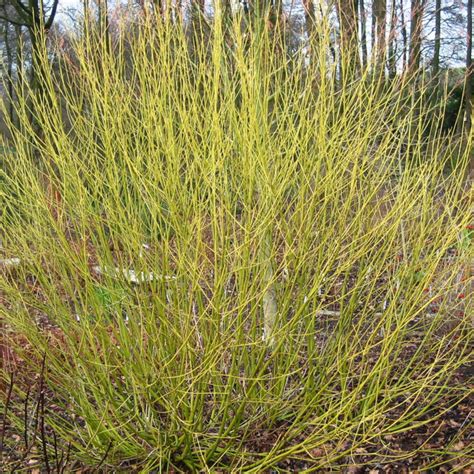 Дерен отпрысковый Flaviramea (Cornus stolonifera Flaviramea) — Азовский ...