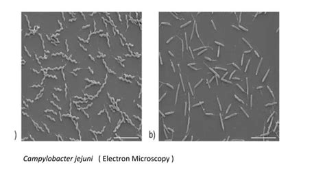 Campylobacter Pptx