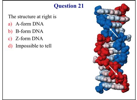 Solved Question 21 The Structure At Right Is A A Form Dna