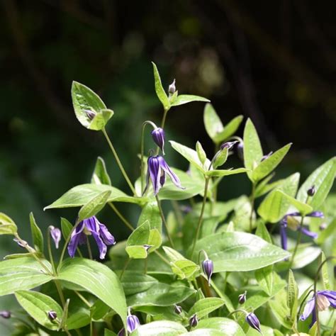 Staudenclematis Olgae Clematis Integrifolia Olgae