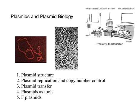 PPT Plasmids And Plasmid Biology PowerPoint Presentation Free Download ID 1438394