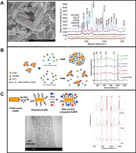 A Direct Sers Sensing Of Bacteria Using Ag Dendrites As Raman Download Scientific Diagram