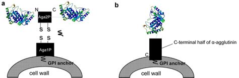 The Yeast Cell Surface Display Of Target Protein Based On Agglutinin