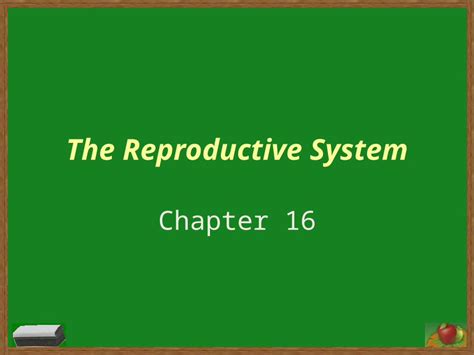 Ppt The Reproductive System Chapter The Reproductive System Gonads Primary Sex Organs