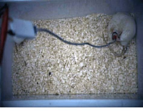 The EEG Cable Connecting The Head Of The Rat With The EEG Signal Download Scientific Diagram