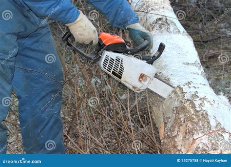 Man Cutting Tree With Chain Saw Stock Photo Image Of Trim Material