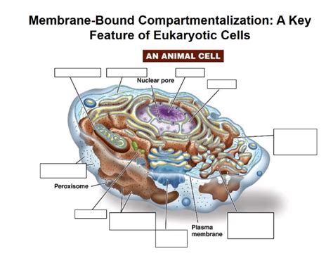Cells Diagram Quizlet