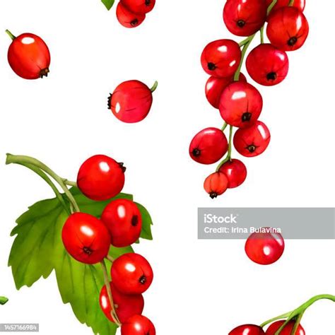 무늬 수채화 빨간색 익은 건포도 열매는 흰색 배경에 격리되어 있습니다 손으로 그린 식물 그림입니다 클립 아트 베리 가지입니다 비바 마젠타 색상 건강한 식생활에 대한 스톡