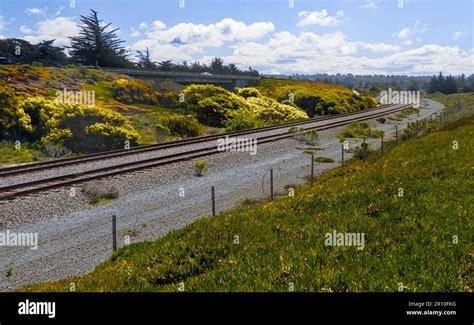 Curved Train Track With Green Ice Plants On Right And Yellow Flowers On