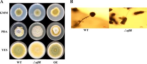 Aspergillus Flavus Morphology